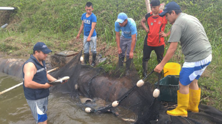 Zamora Seleccionan Peces Para Impulsar Actividad Piscícola