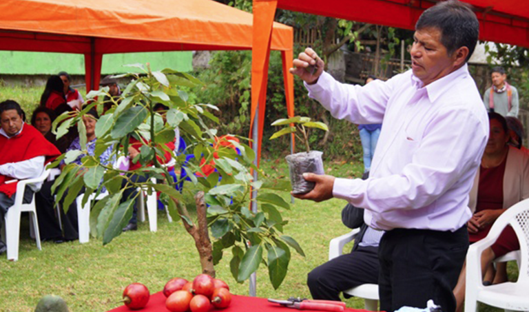 Productores de Chiquicha se especializan en producción y valor agregado ...