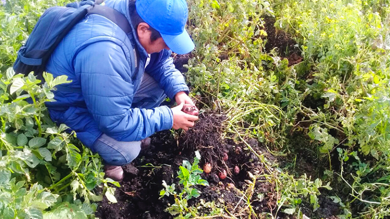 Semilleristas de papa súper chola cultivan su producto para incrementar ...