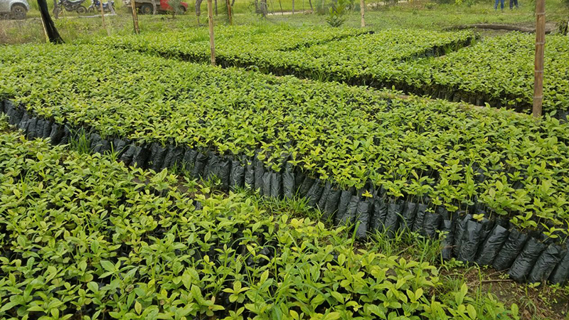 Recorren viveros de plantas de café Robusta, en Colimes y Balzar ...