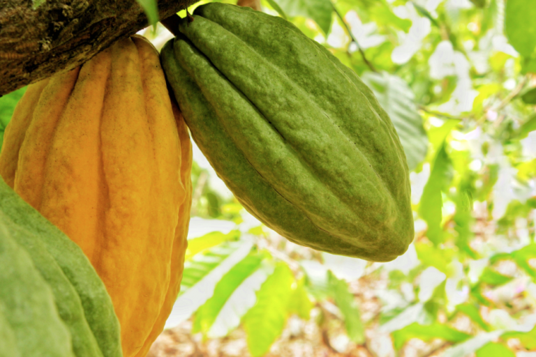 Cacao ecuatoriano es reconocido en los “Premios Internacionales del ...