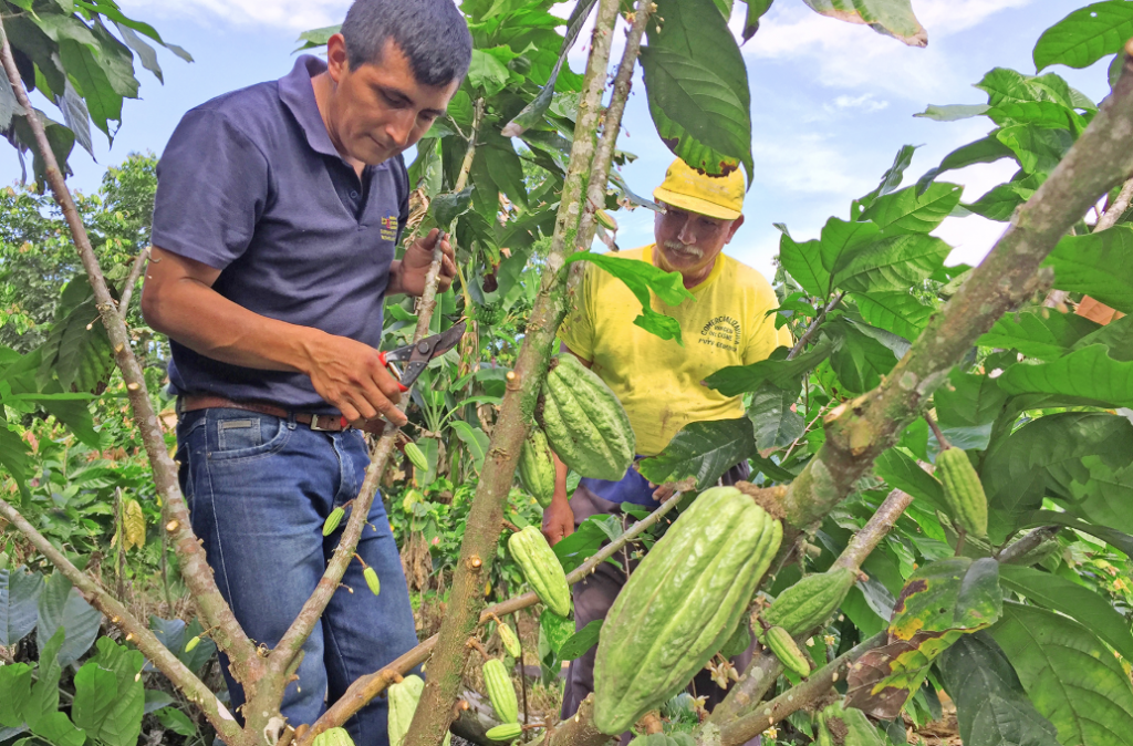 Más de 4000 productores de Napo recibieron asistencia por parte del MAG ...