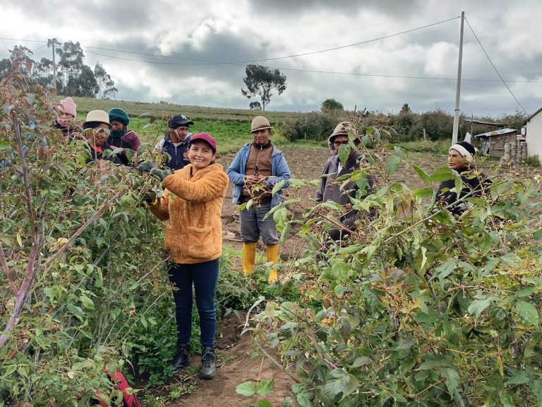 161 pequeños productores de mora recibieron asistencia técnica del MAG ... 161 pequeños productores de mora recibieron asistencia técnica del MAG ...